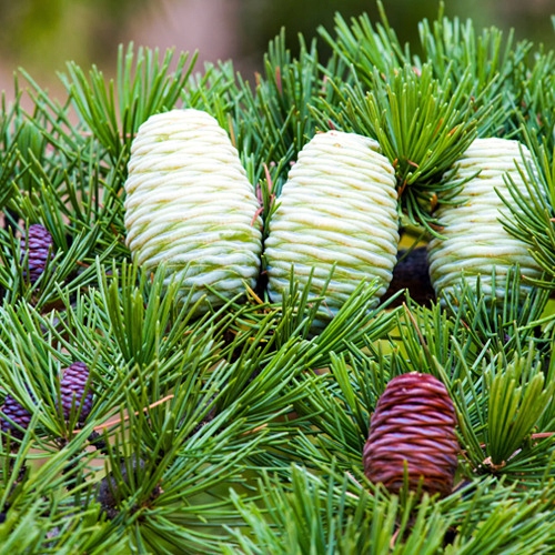 CEDR HIMALAJSKI - CEDRUS DEODARA SADZONKA w P9 • Cena, Opinie • Drzewa i krzewy iglaste ...