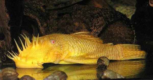 Glonojad albinos - Zbrojnik niebieski • Cena, Opinie • Ryby 13057663413 ...