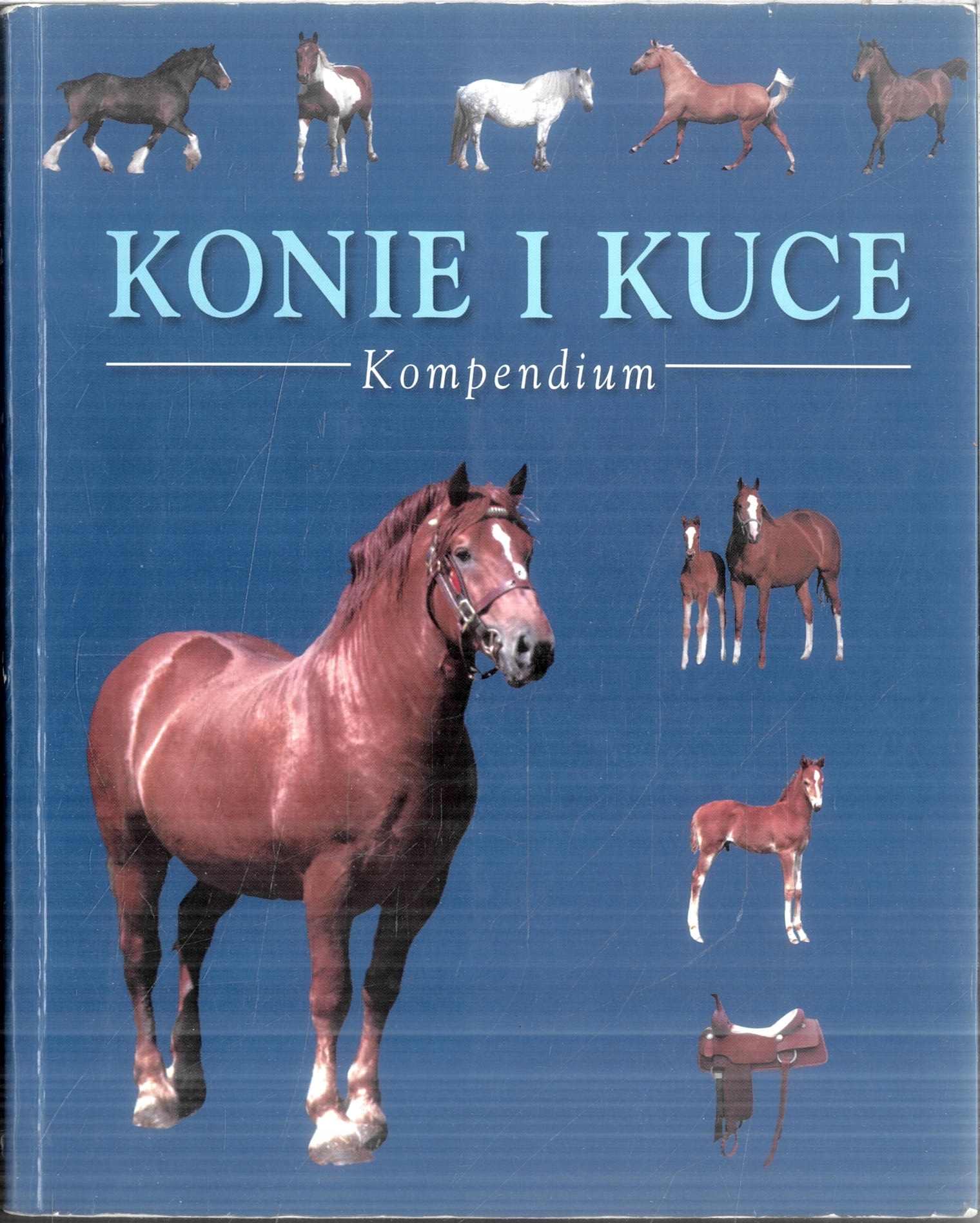 Konie i kuce. Kompendium Tamsin Pickeral (12761861485) | Książka Allegro