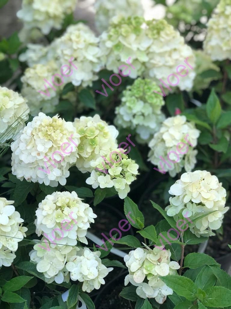 Kyticová hortenzia Little Alf 0.5l P9 za 5.63EUR - Allegro