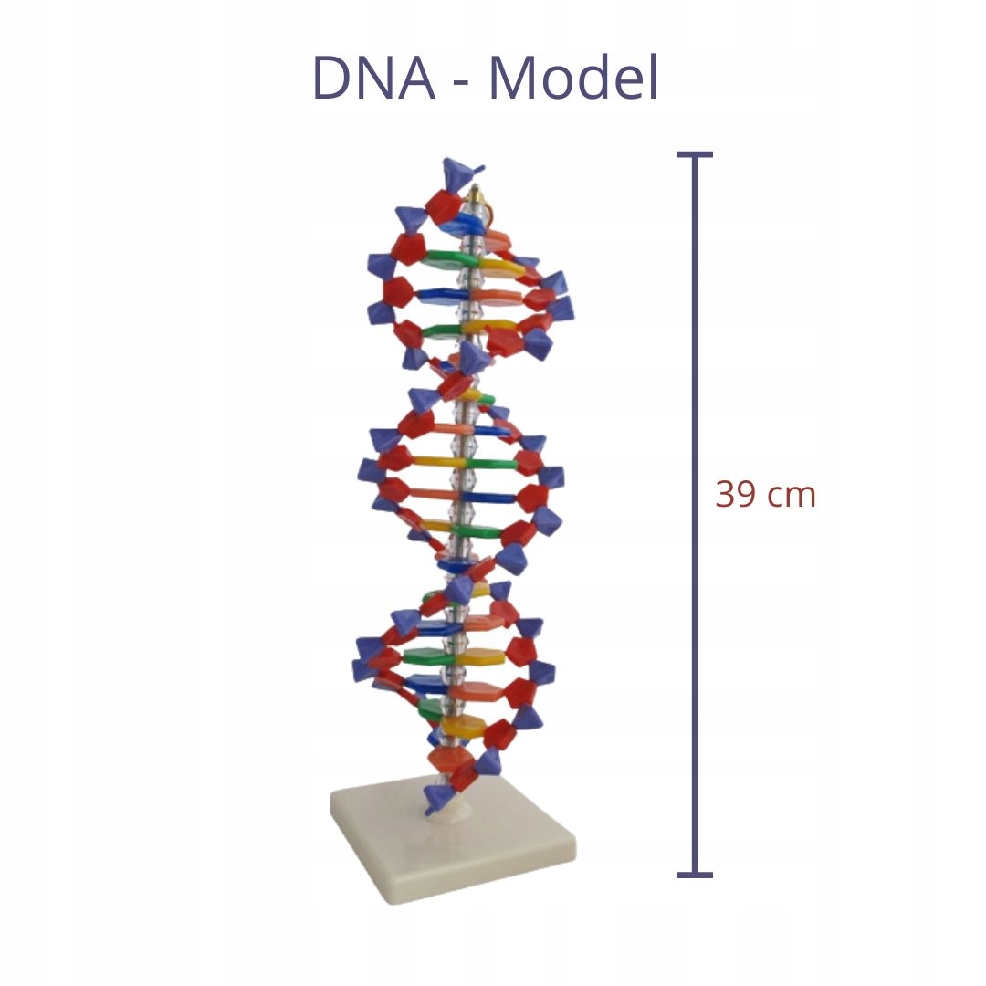 DNA MODEL DNA - DUŻY (5904224090999) • Cena, Opinie • Pozostałe ...
