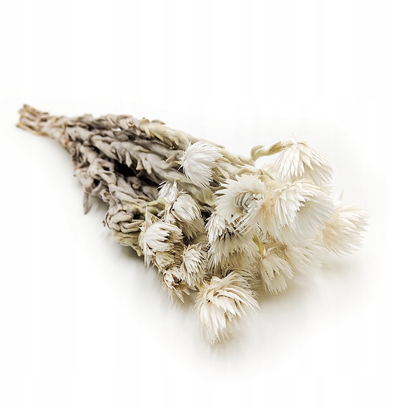 Kaaps Flower Phaenocoma Cape strawflower Naturalny • Cena, Opinie ...