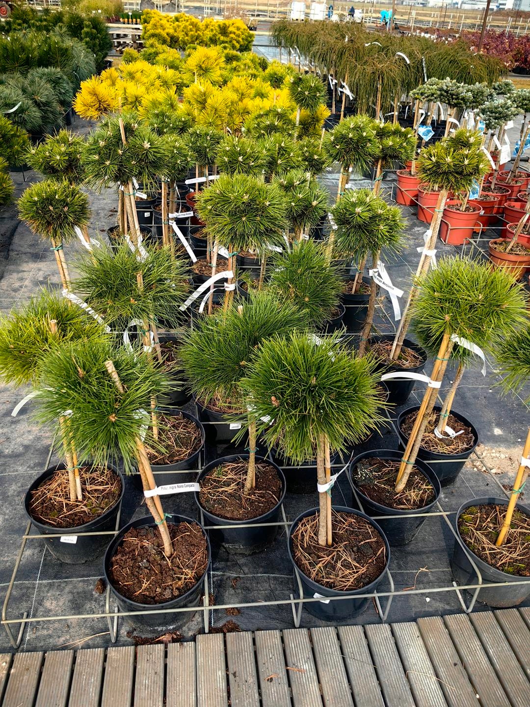 Pinus nigra - Sosna czarna NANA COMPACTA - szczepiona na niskim pniu ...