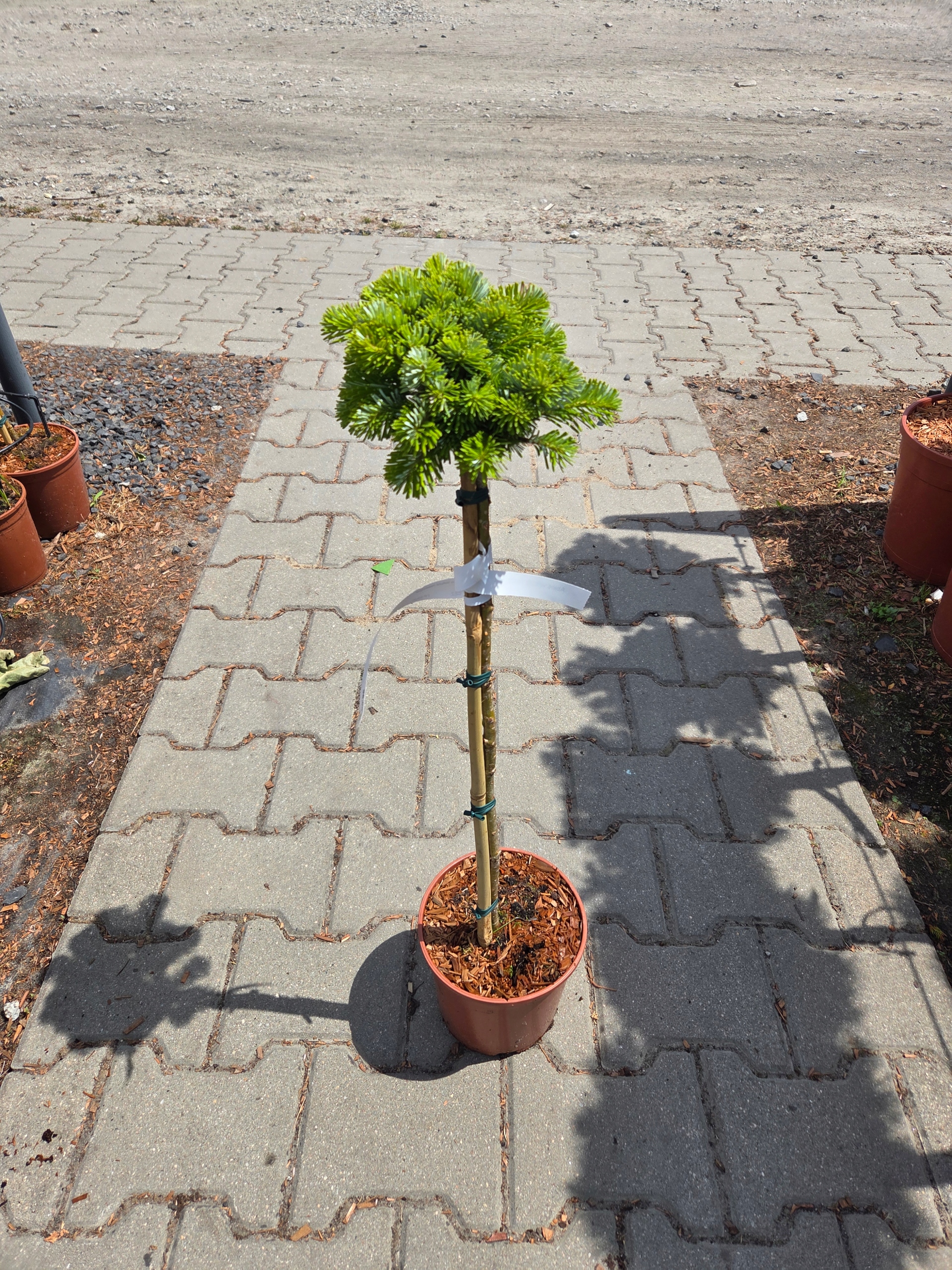 Cal レンタカー直方店 - Nízká cena na Allegro