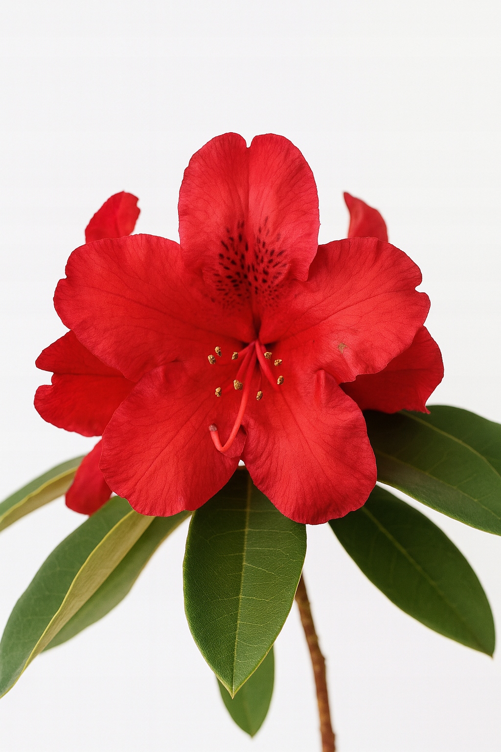 Rododendron Růženec Scarlet Wonder 0.5 l za 97.00CZK - Allegro