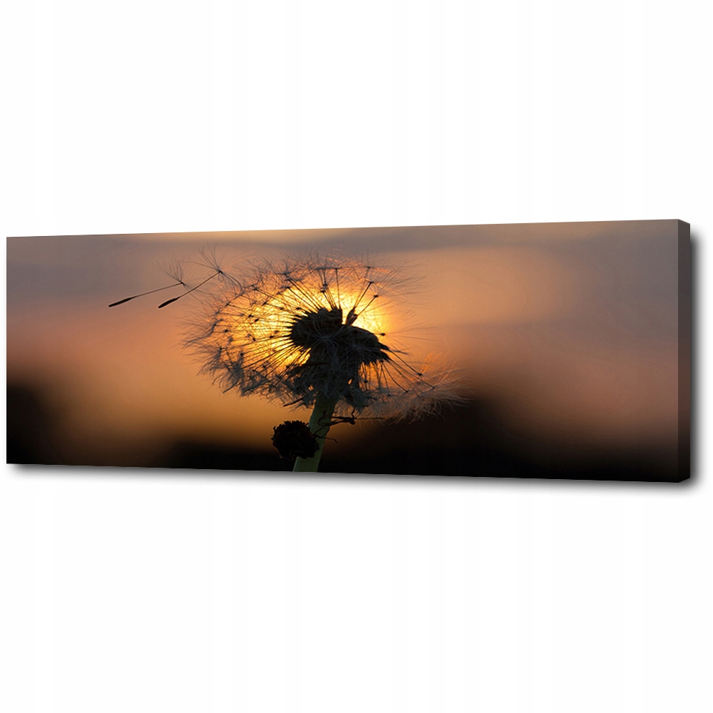 Obraz na płótnie decor Dmuchawiec Słońce 145x45 • Cena, Opinie • Obrazy ...