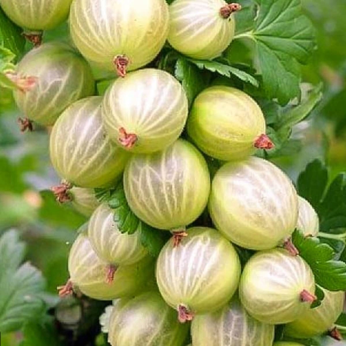 Agrest biały na pniu sadzonka • Cena, Opinie • Rośliny owocowe ...