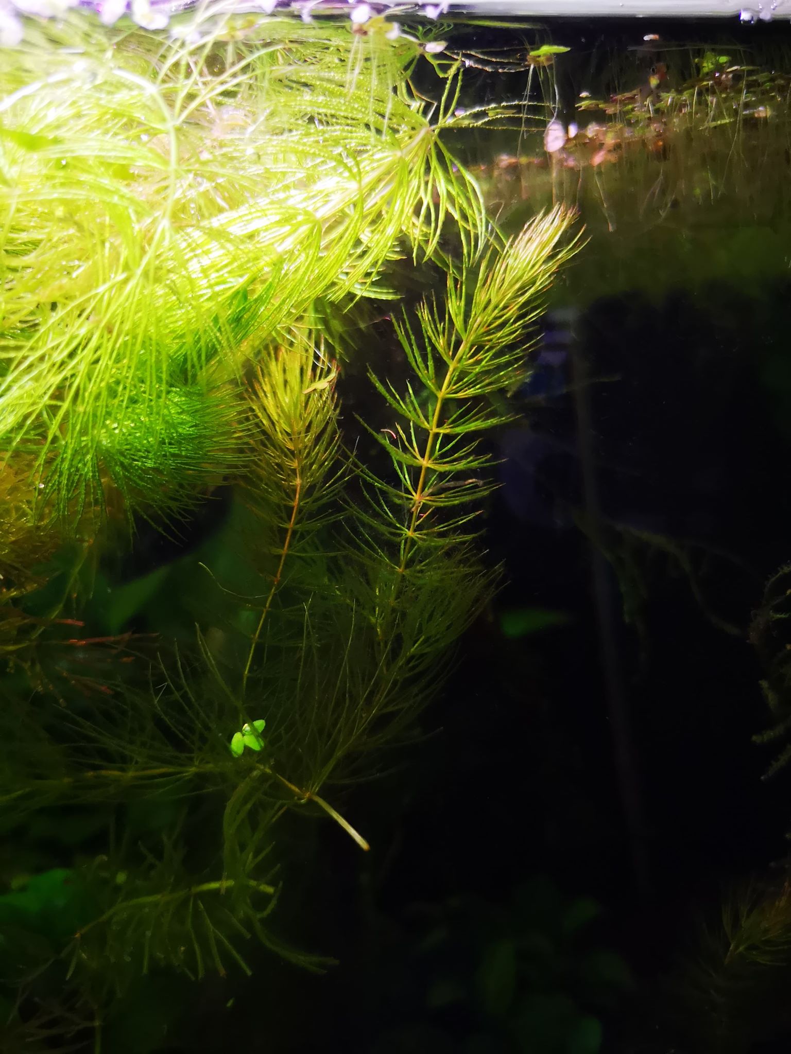 ROGATEK 10 gałązek Z AKWARIUM! • Cena, Opinie • Rośliny 9198130676 ...