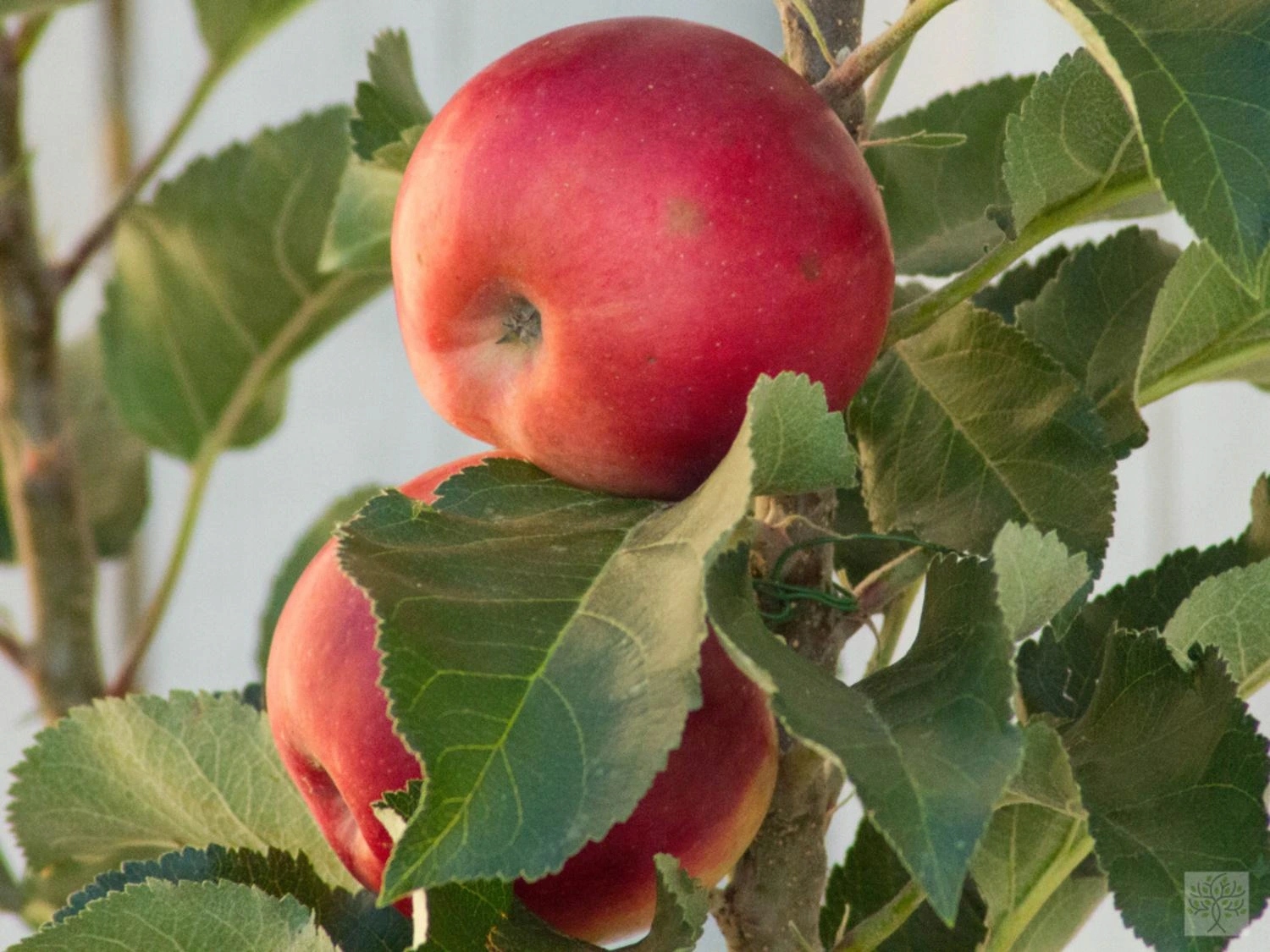 Oszlopos almafa Inese (szabadgyökerű facsemete), • Ár, Vélemények - Allegro