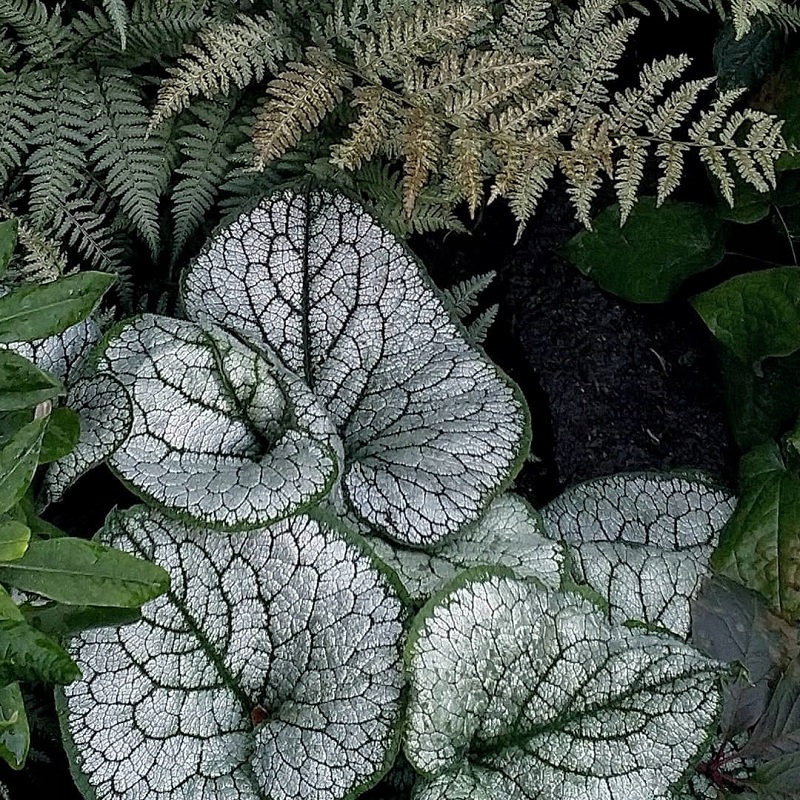 BRUNERA SEA HEART brunnera SADZONKA 1szt P7 • Cena, Opinie • Byliny ...