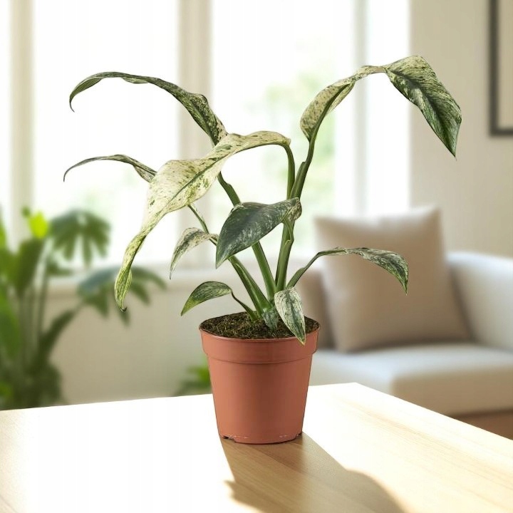 Rhaphidophora Puberula Variegata Rzadka, Kolekcjonerska Roślina rozmiar ...