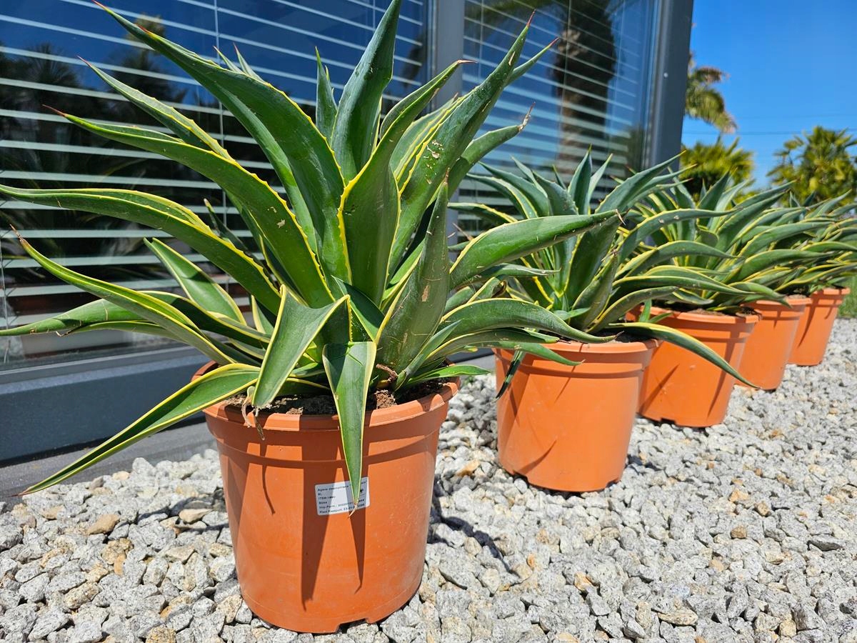 AGAWA DESMETIANA VARIEGATA 55CM AGAVA AGAVE PASMOWA SUKULENT • Cena, Opinie • Drzewa i krzewy ...