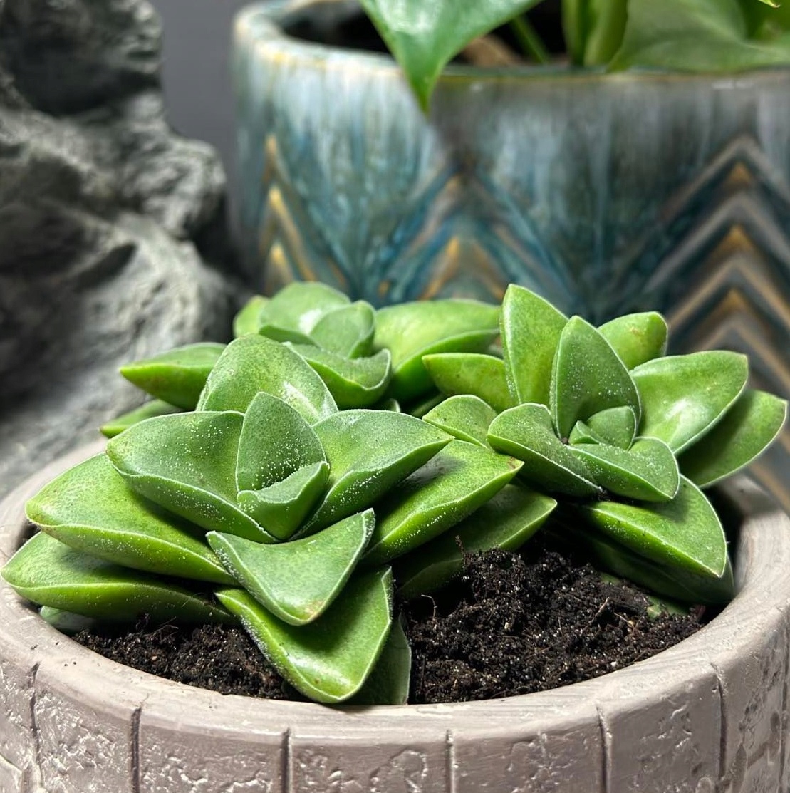 Crassula 'Springtime' sadzonka w pojemniku do 0,5l • Cena, Opinie - Allegro