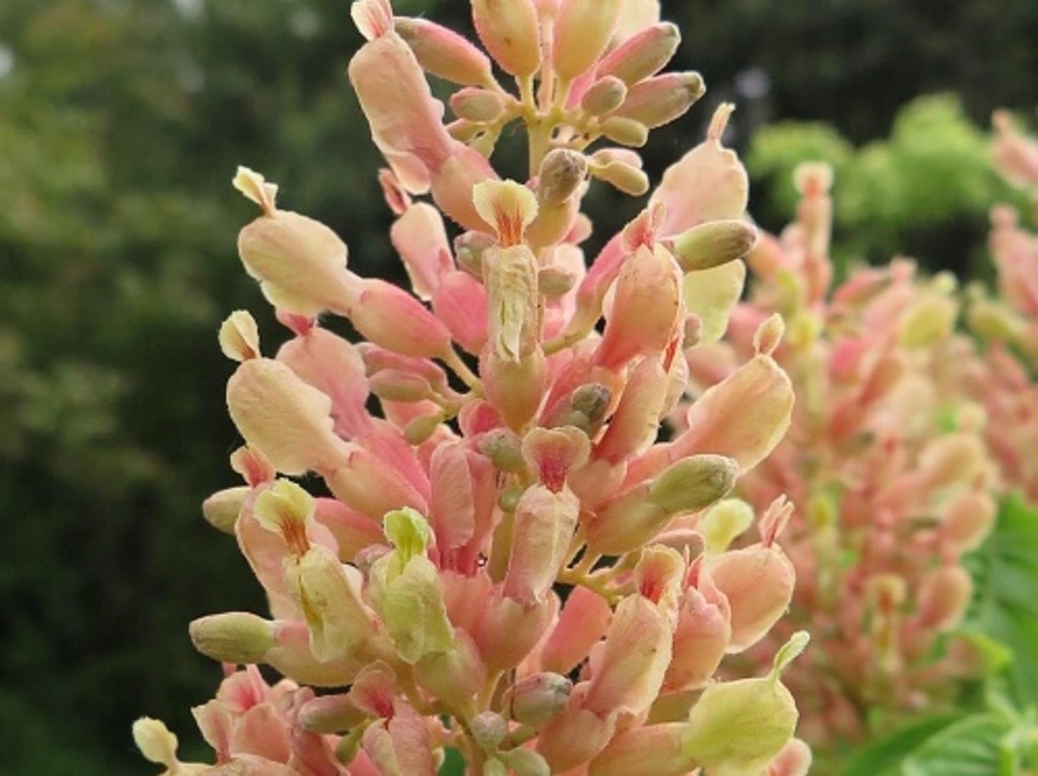 Jírovec proměnlivý Induta (kontejner C10) - Allegro