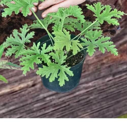 Geranium ANGINKA ROŚLINA LECZNICZA dorodne sadzonka pachnąca - porównaj ...