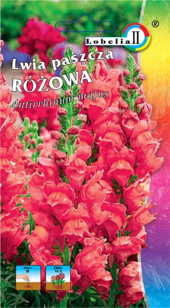 Lwia Paszcza Różowa • Cena, Opinie • Rośliny ozdobne 11927011661 • Allegro