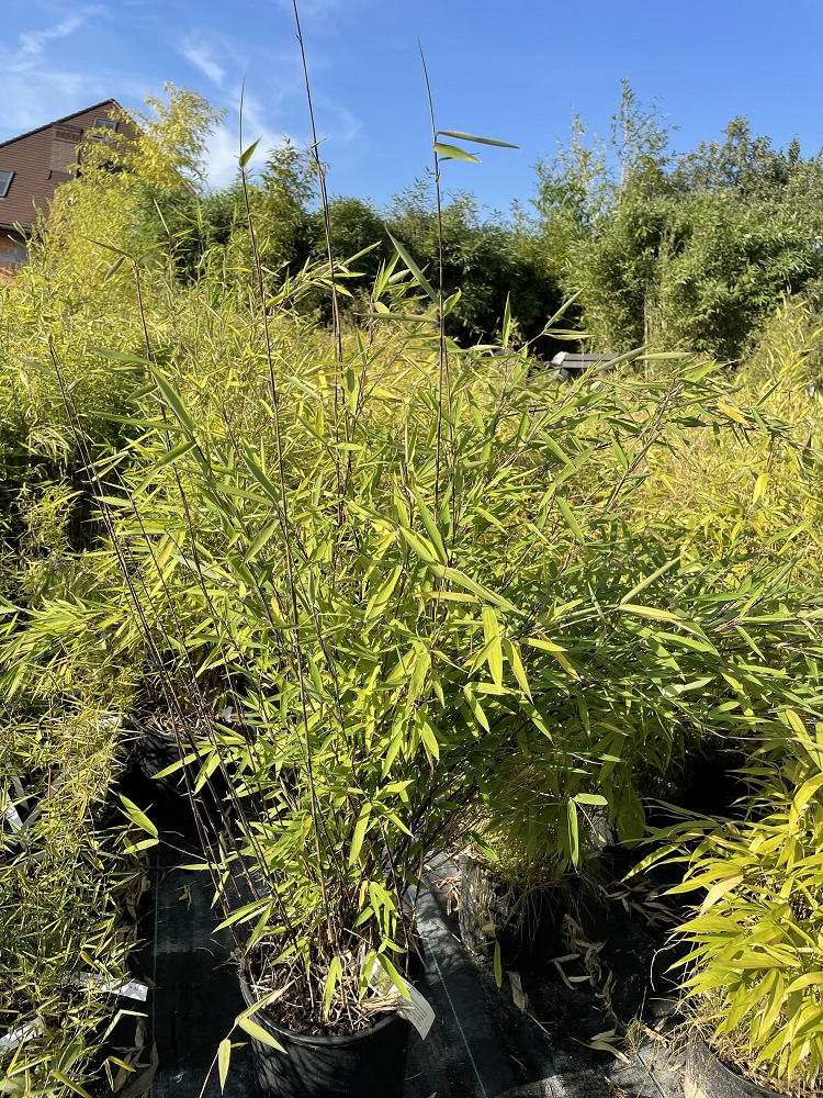 BAMBUS KĘPOWY FARGESIA LŚNIĄCA BLACK PEARL 20 L • Cena, Opinie • Trawy ...