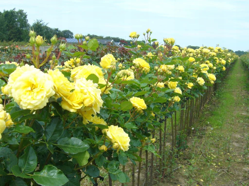 Róża Rose Pienna 'Żółta' I gat. 2 oczka • Cena, Opinie • Róże ...