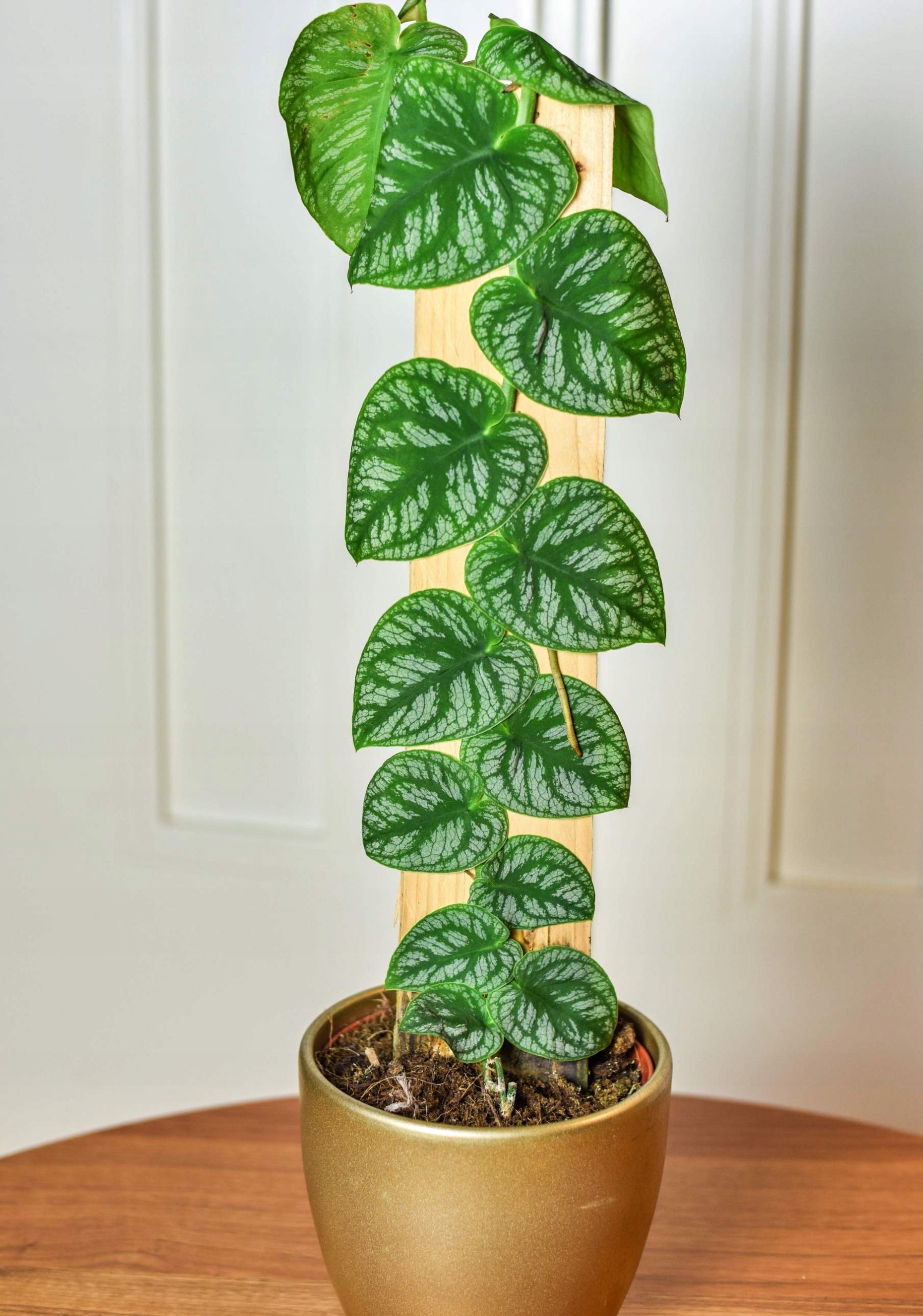 Monstera DUBIA sadzonka w pojemniku 1-2l • Cena, Opinie • Rośliny ...