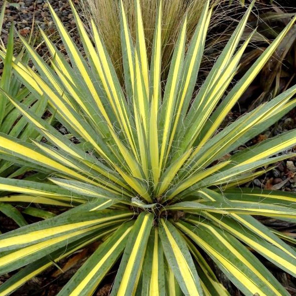 Juka Yucca Bright Edge - Niska cena na Allegro.pl