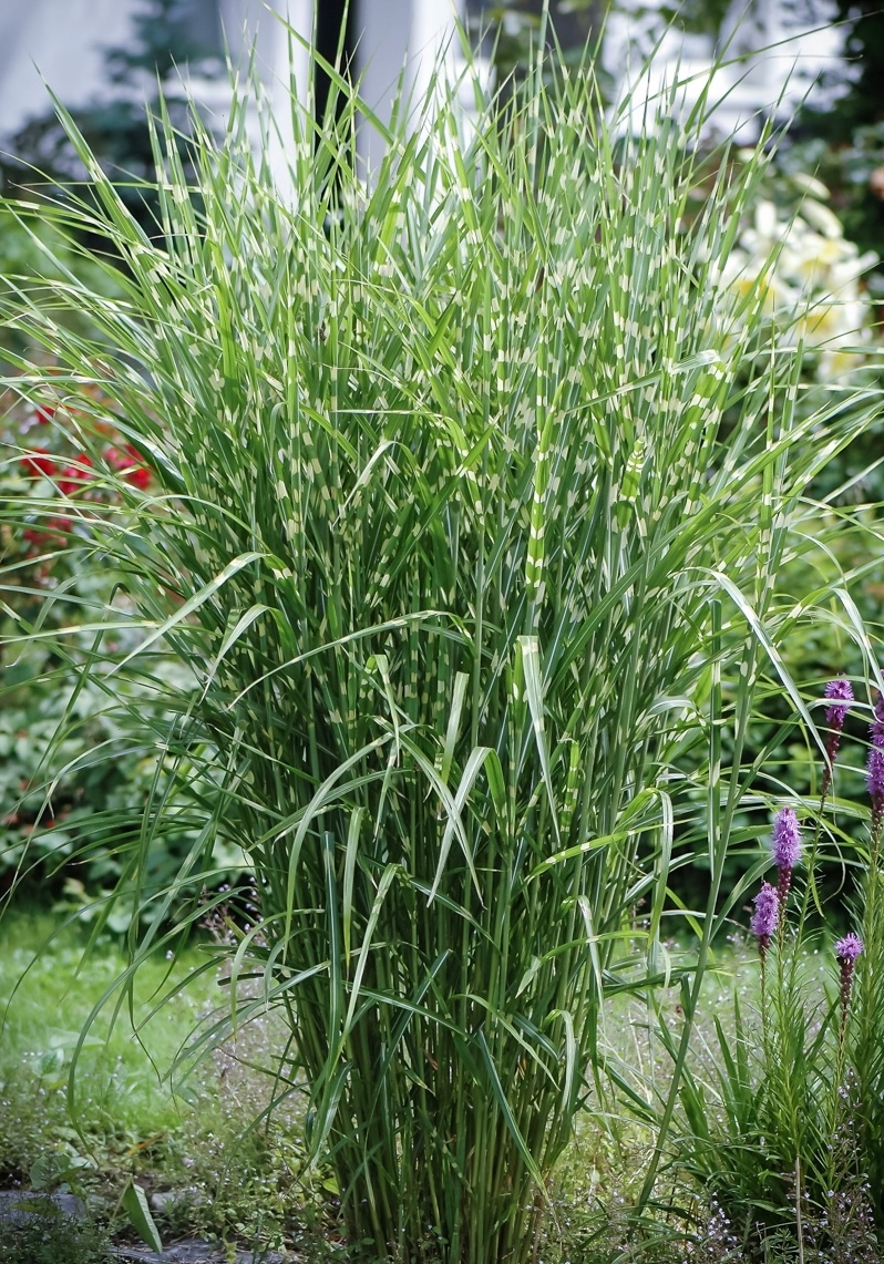 Miskant chiński Miscanthus sinensis 'Zebrinus Strictus' • Cena, Opinie ...