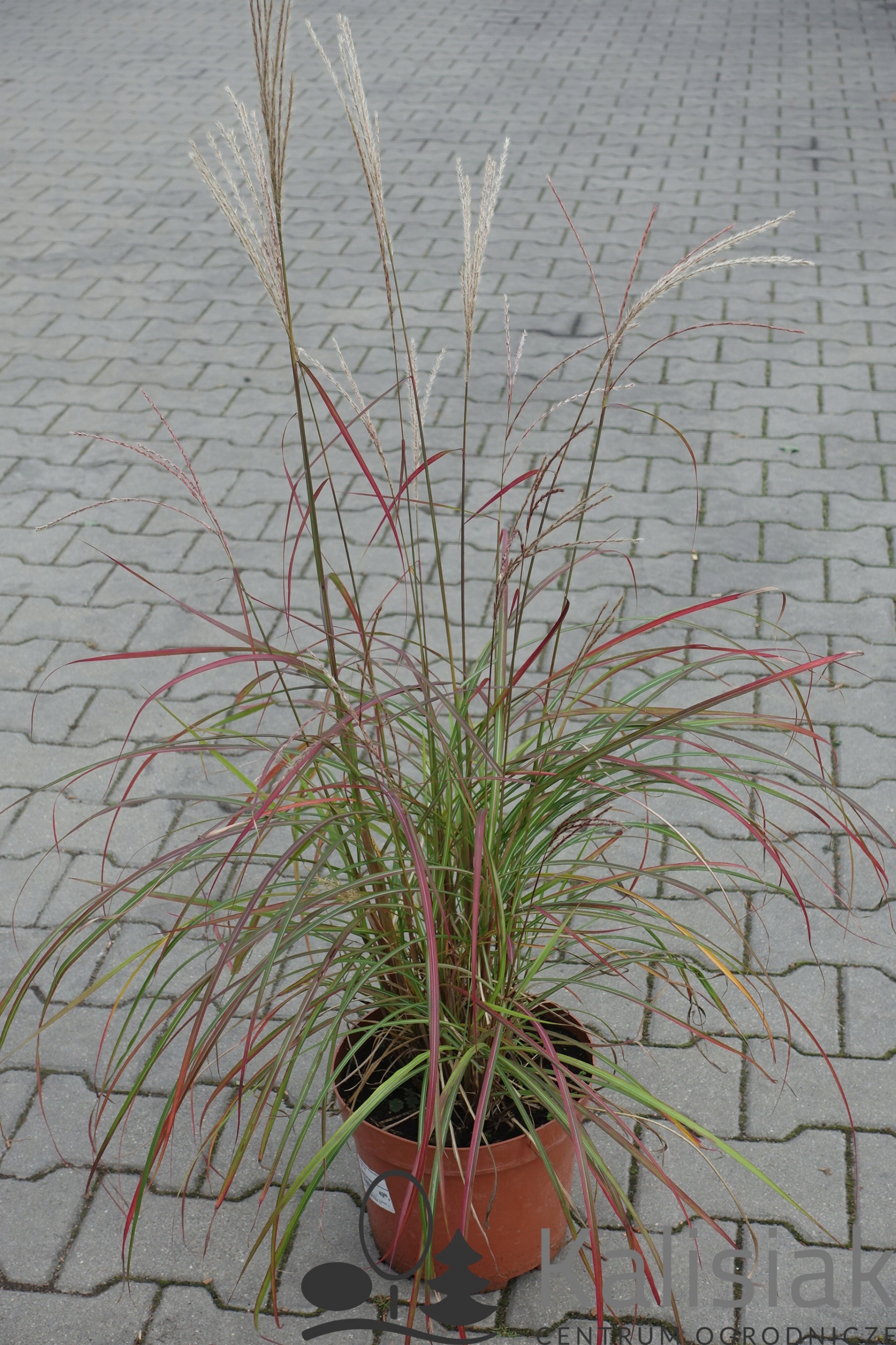 Miscanthus sinensis 'Ruby Cute' Miskant chiński 5L • Cena, Opinie • Trawy 17905739590 • Allegro