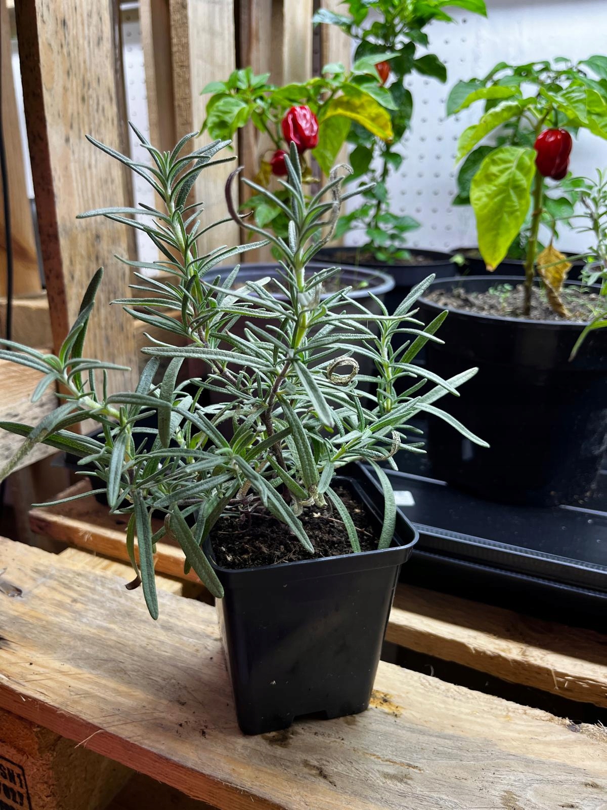 Rozmaryn lekarski sadzonka zioła w doniczce (Zielona Psychoza) • Cena ...