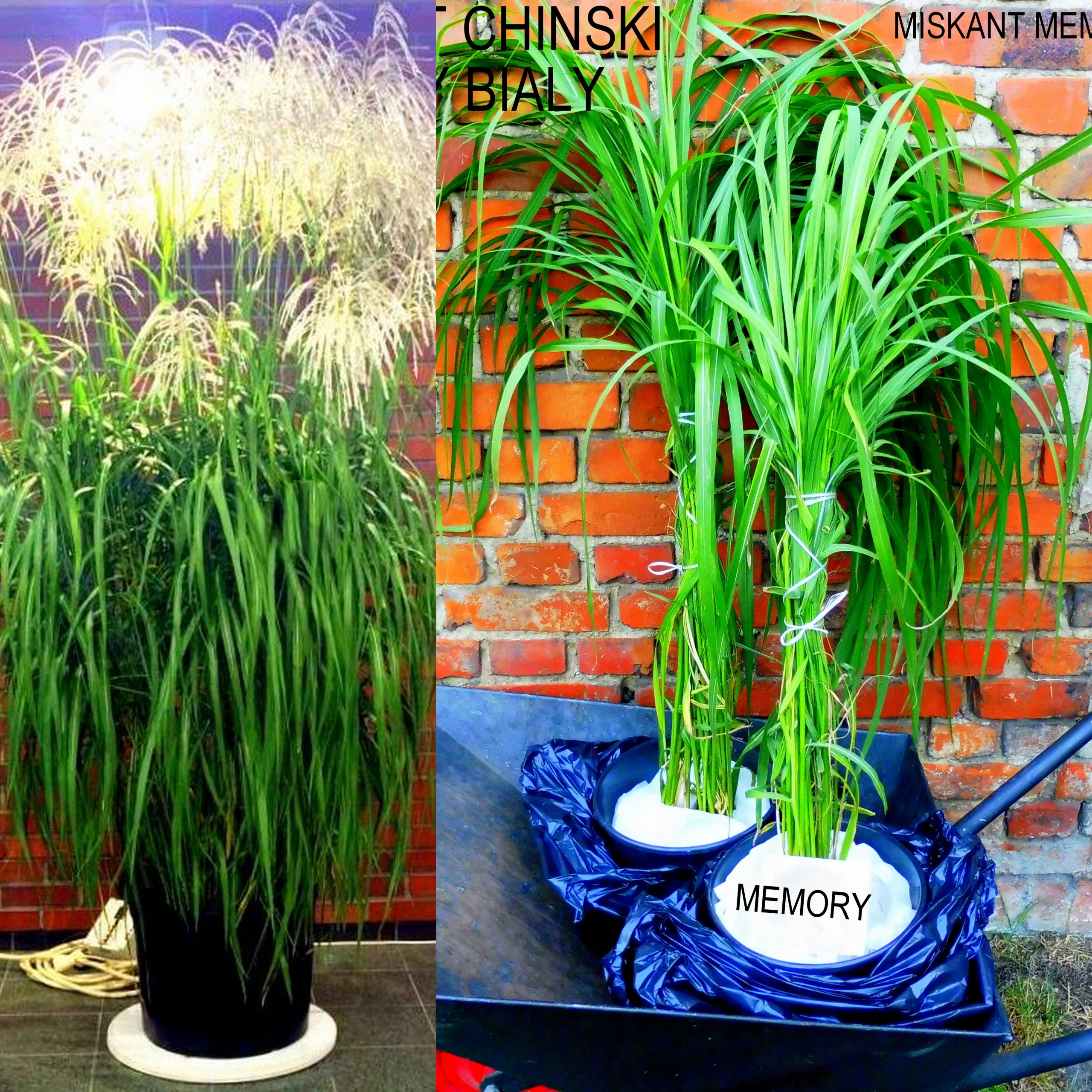 MISKANT CHIŃSKI MEMORY OD ROLNIKA 10 L KILKUMETROWA OGROMNA • Cena ...