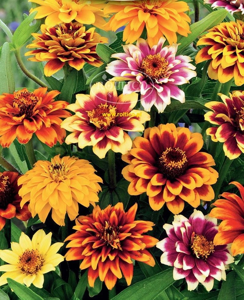 CYNIA MEKSYKAŃSKA nasiona 0,5 g ROLTICO - KOLOROWA • Cena, Opinie - Allegro