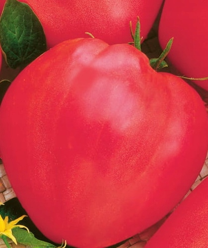 Pomidor Oxheart [0,5g] Bawole Serce,nasiona (5903837250004) • Cena ...