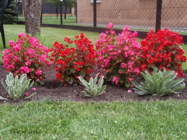 BEGONIA STALE KWITNĄCA NA TARASY, RABATY MIX (5903837208005) • Cena ...