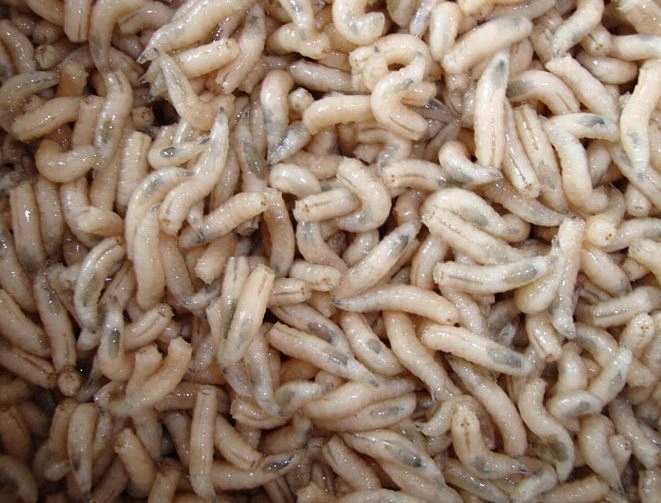 Białe Robaki 0.5L - 0.5 - 13328067885 - Allegro.pl