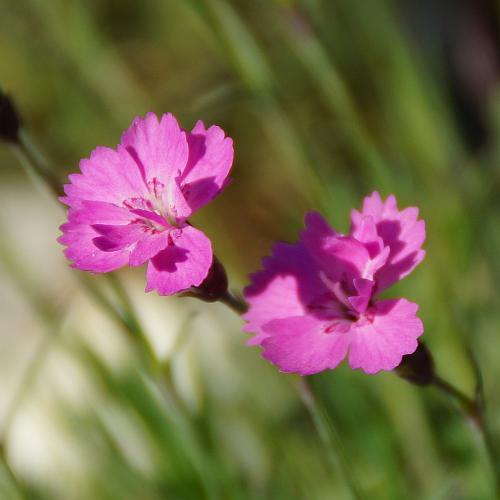 Goździk SINY pięknie pachnący (5904873410797) • Cena, Opinie • Byliny ...