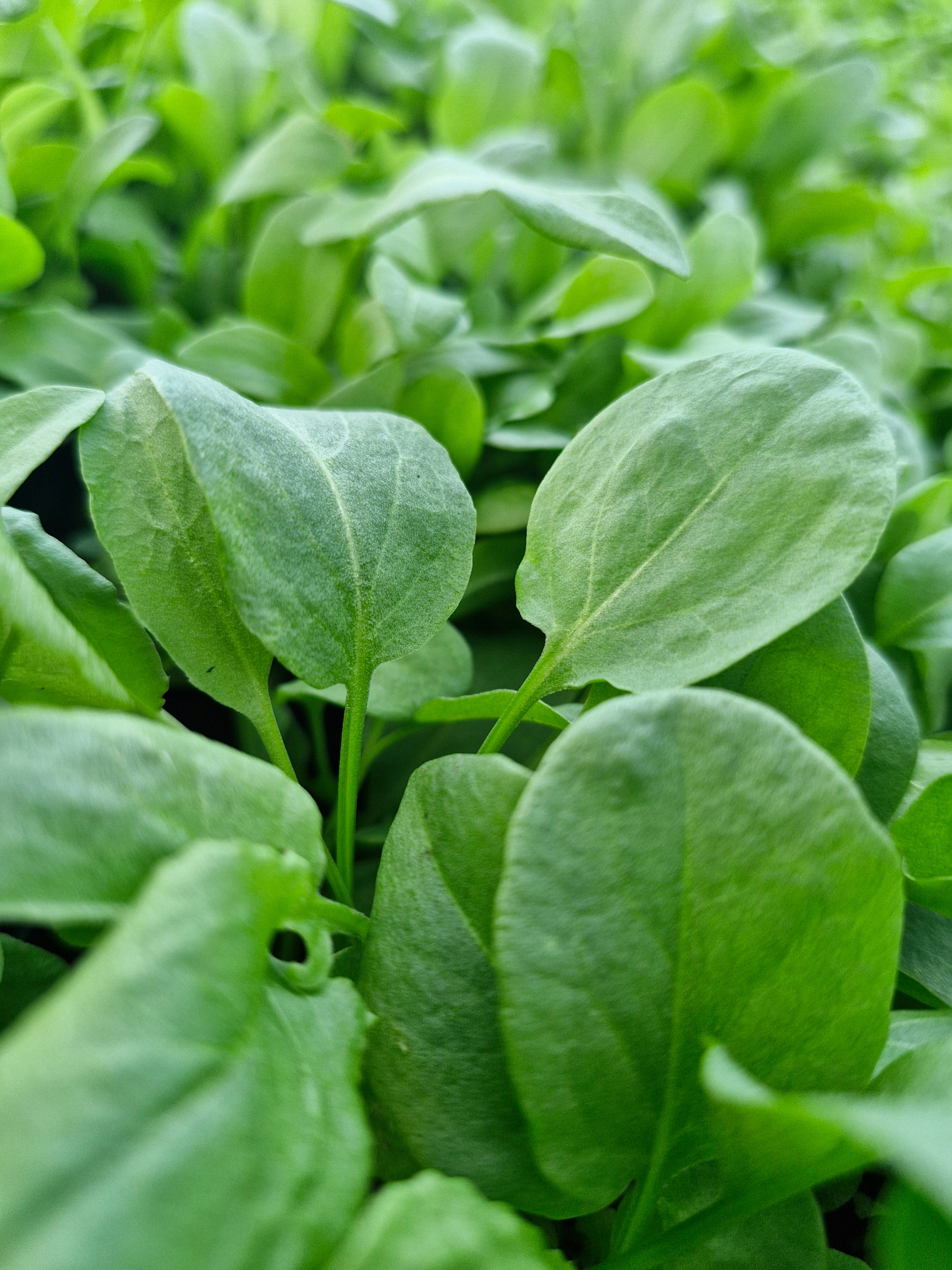 MEZEI SÓSKA PALÁNTA CSERÉPBEN FŰSZERNÖVÉNY PALÁNTÁK GREEN DOM AKCIÓ ...