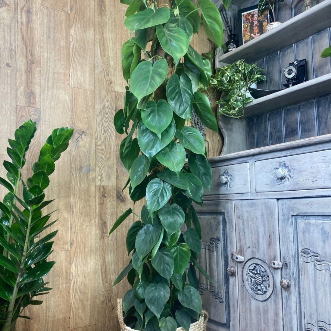 Philodendron scandens FILODENDRON PNĄCY (5903999116484) • Cena, Opinie ...