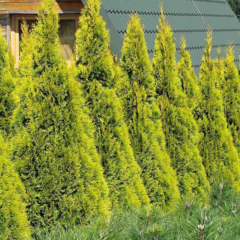 Tuja Thuja GOLDEN SZMARAGD złota DUŻA SADZONKA (tuja szmaragd thuja ...