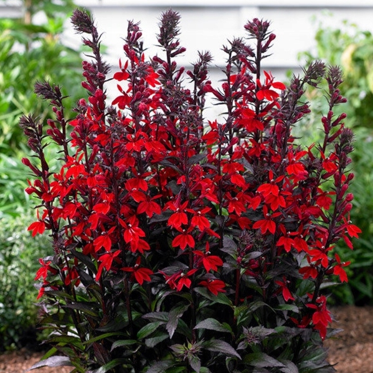 Lobelia Czerwony Sadzonka W Pojemniku 0 5 1l Opinie Allegro