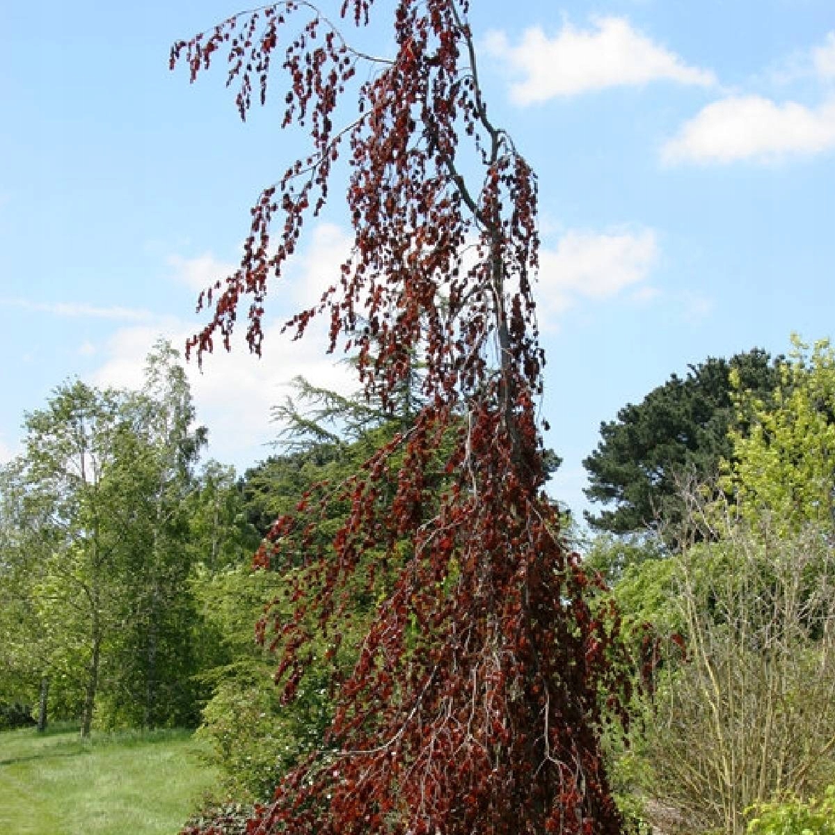 Buk Pospolity Black Swan Sadzonka w Doniczce • Cena, Opinie • Drzewa i ...