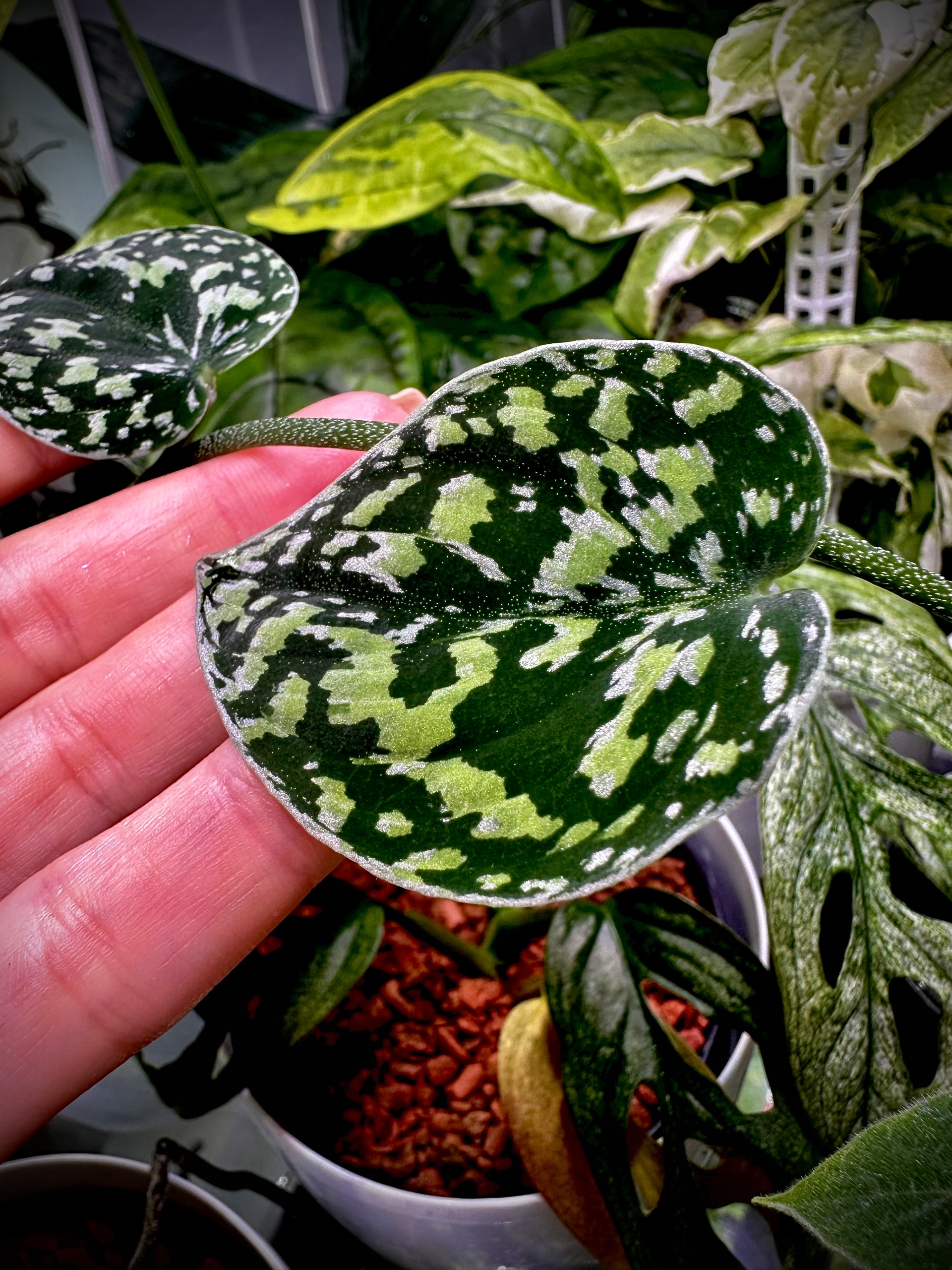 Scindapsus Tricolor - Niska cena na Allegro