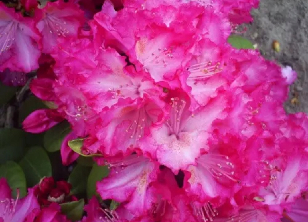 Rododendron ,,STERNZAUBER" żywe kolory w twoim ogrodzie • Cena, Opinie ...