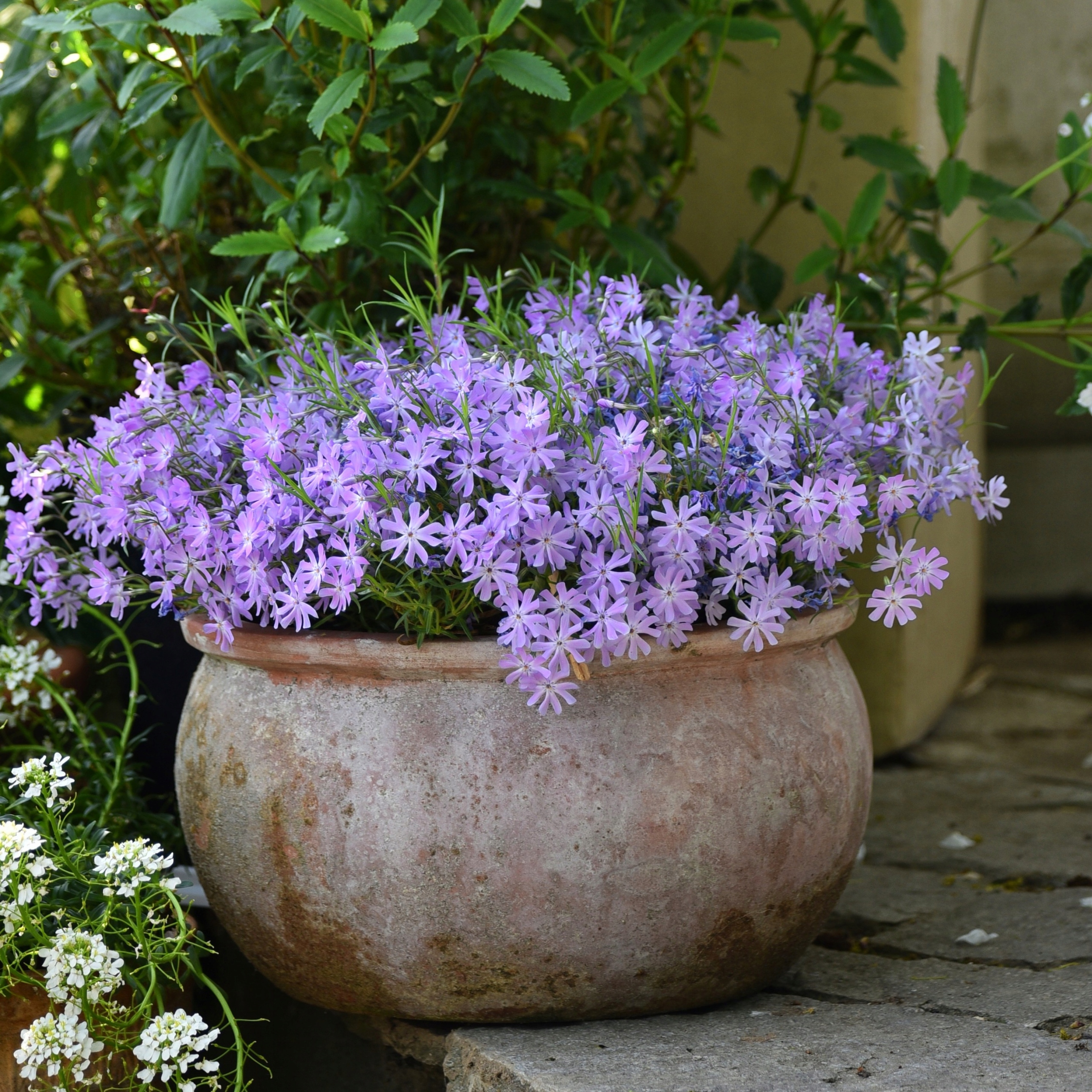 Lila, kék, többszínű lángvirág palánta 0,5-1 literes konténerben, • Ár, Vélemények - Allegro