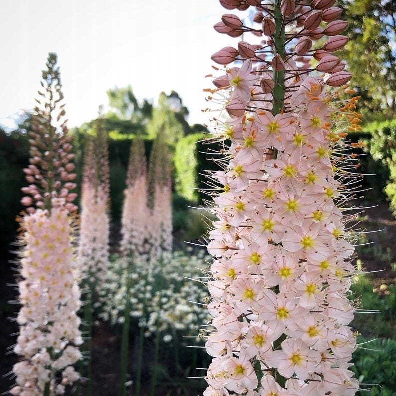 PUSTYNNIK OLBRZYMI Eremurus ROBUSTUS 1 sztuka duże kłącze • Cena ...