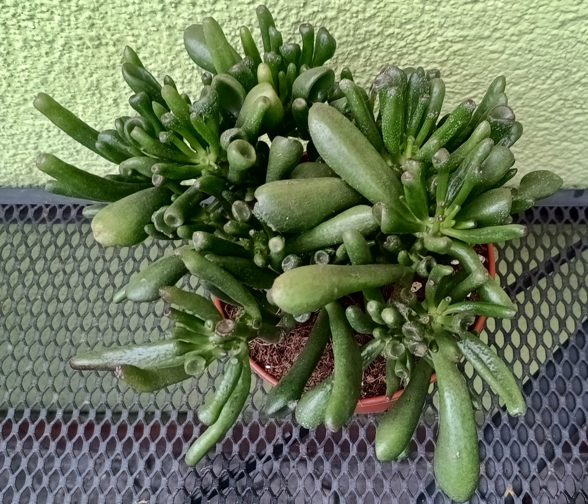 DRZEWKO SZCZĘŚCIA GRUBOSZ CRASSULA KWEKERIJ OVATA GOLLUM HOBBIT ...