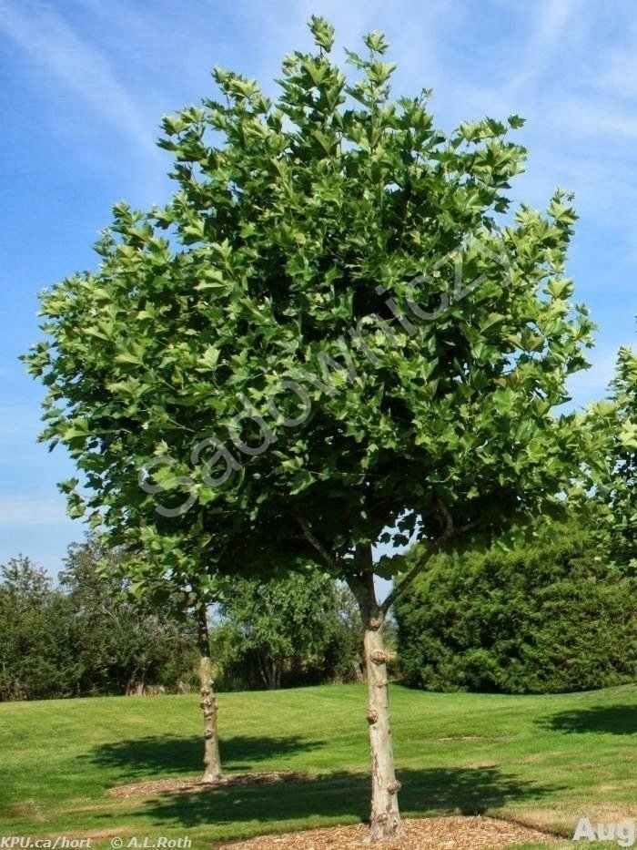 Platan klonolistny • Cena, Opinie • Drzewa i krzewy liściaste ...