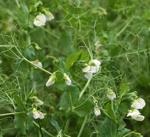 Groch peluszka na poplon, zielonkę kwalifikat 1kg - porównaj ceny ...