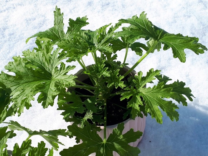 Geranium Anginka Roślina • Cena, Opinie • Rośliny doniczkowe ...