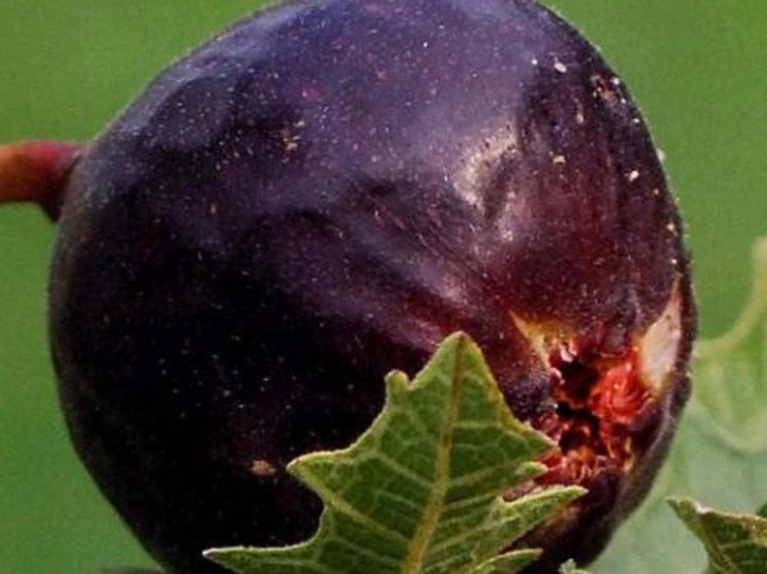 Fíkovník smokvoň Ice Crystal (kontejner C2-C3), • Ceny, Recenze - Allegro