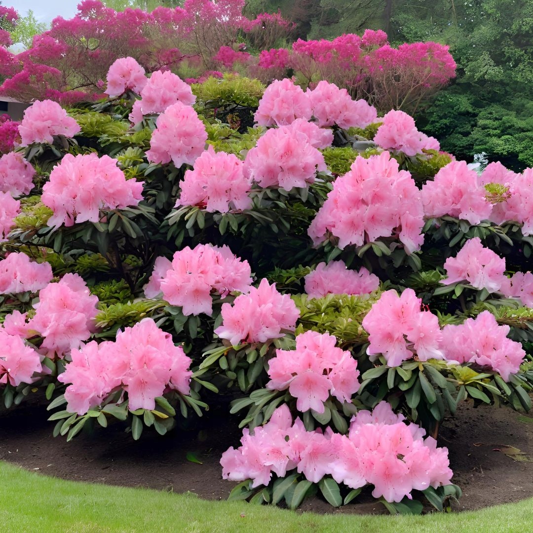Rhododendron 'Roseum Elegans' Pink SADZONKA Rododendron Różowy ...
