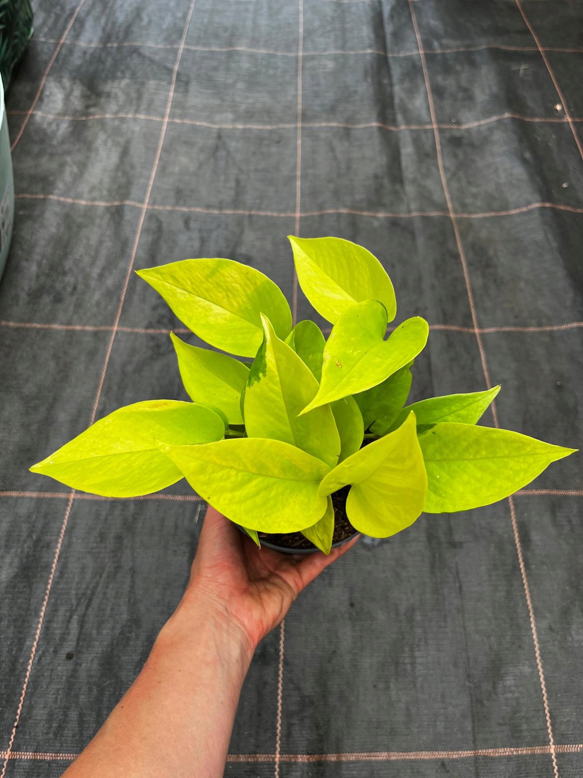 Epipremnum Neon Golden Pothos limonkowe sadzonka (Zielona Psychoza ...