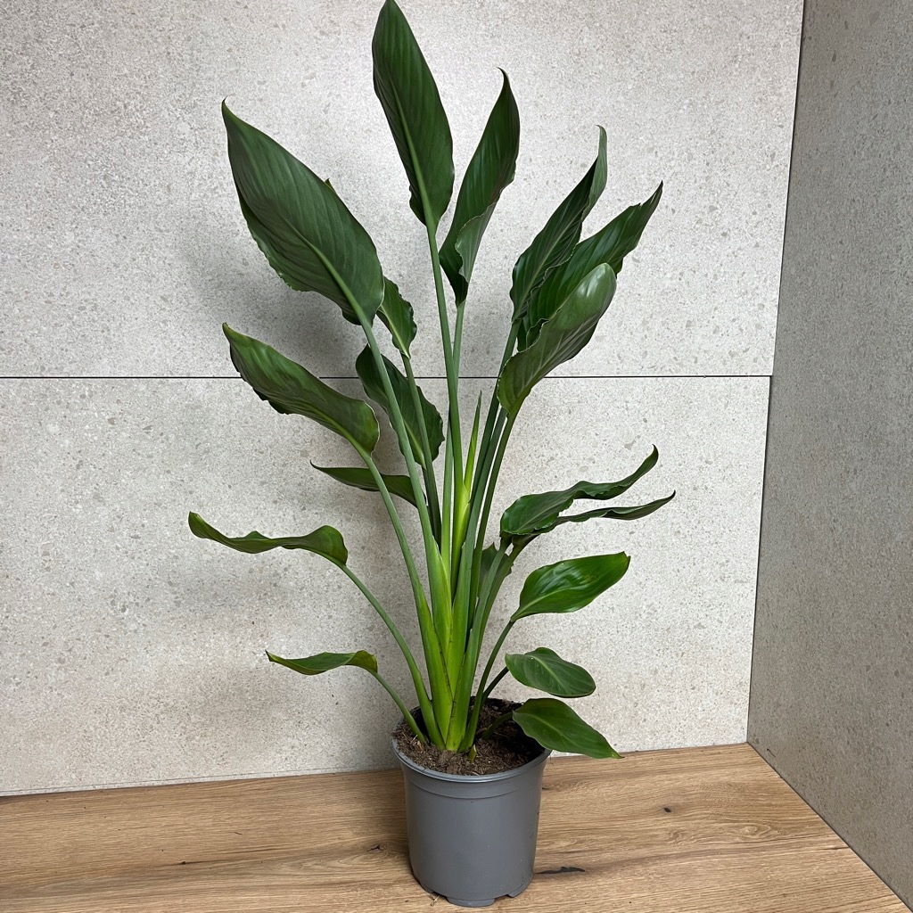 Strelitzia Reginae Strelicja Królewska Rajski Ptak 2p • Cena, Opinie ...